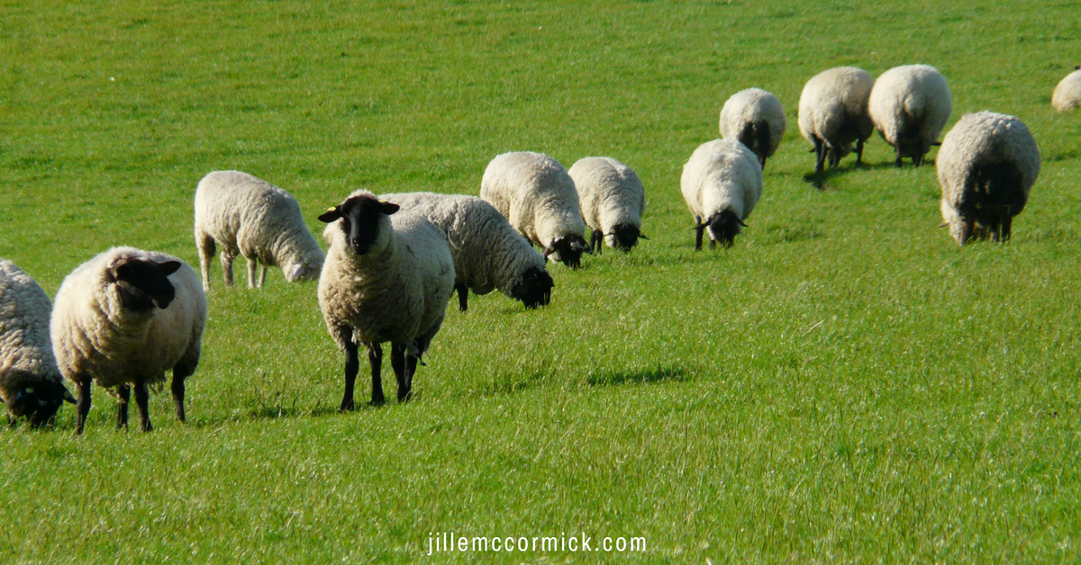 What you need to know about the Good Shepherd - jillemccormick.com